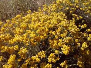 Wild Flowers Spain grow in abundance all over the area